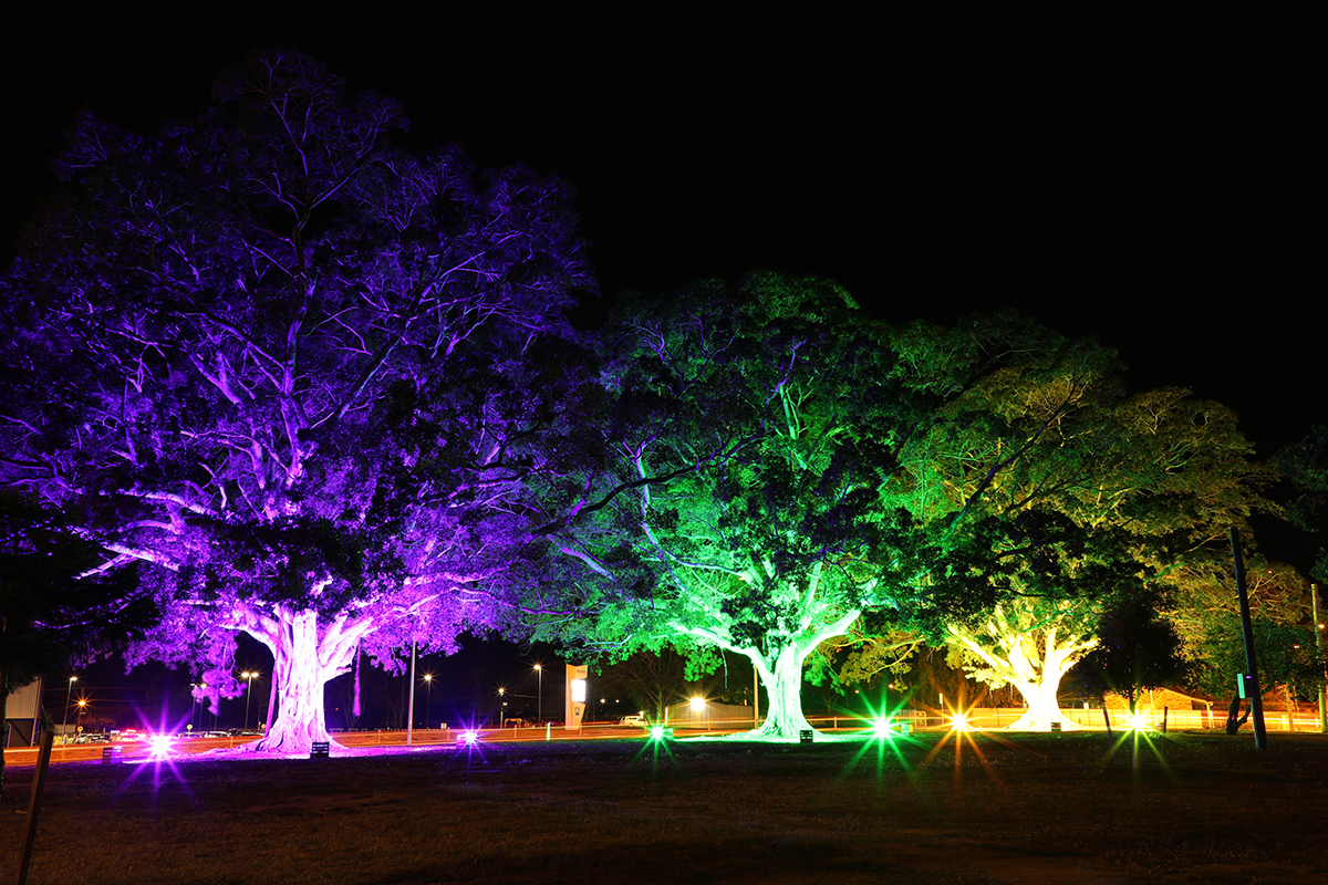 Fig Tree Lights Details | Bookable Bundaberg Regional Council